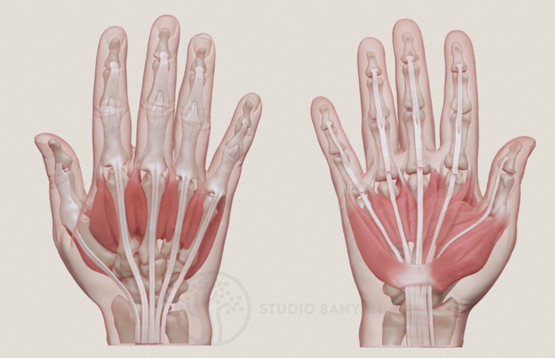 Hand Musculature – Studio Banyan